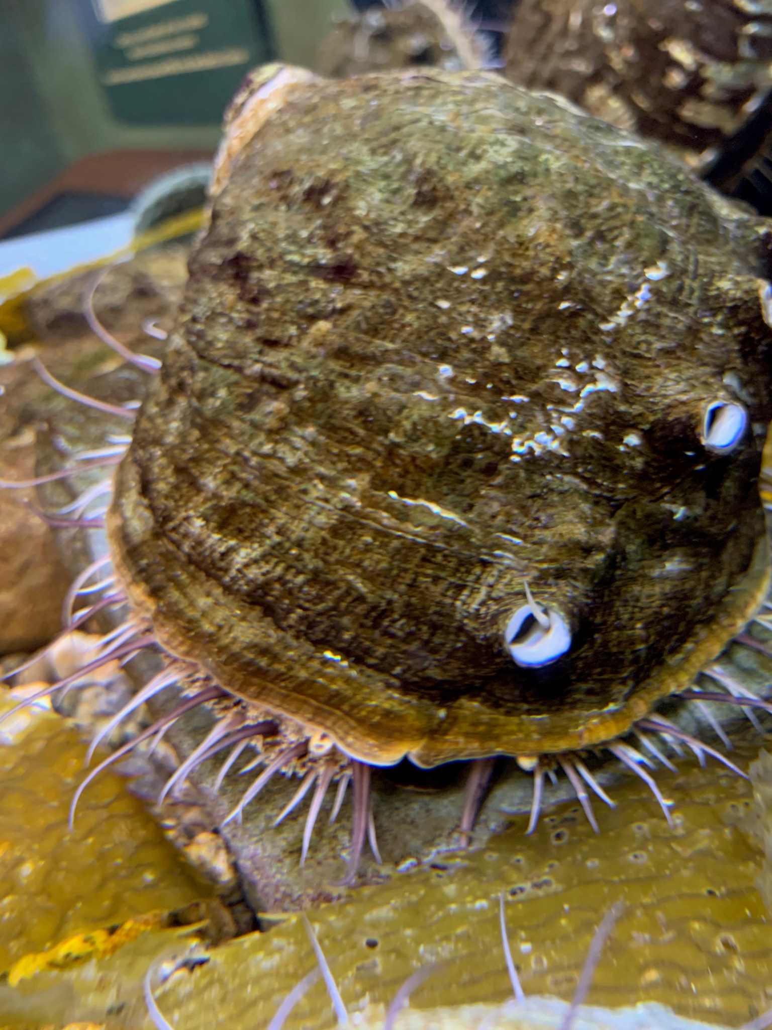 Get to Know White Abalone – White Abalone Captive Breeding Program