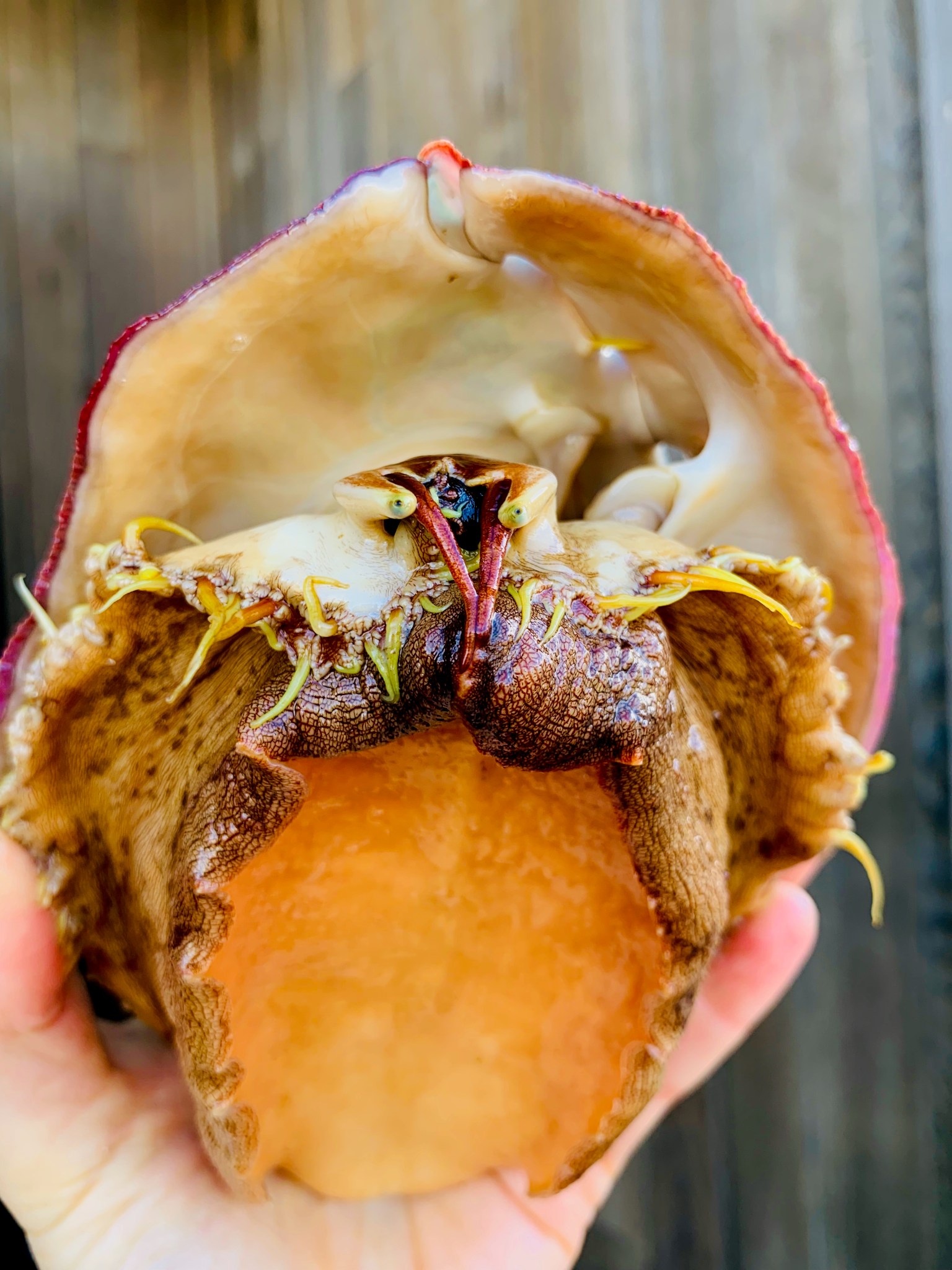 Get to Know White Abalone – White Abalone Captive Breeding Program