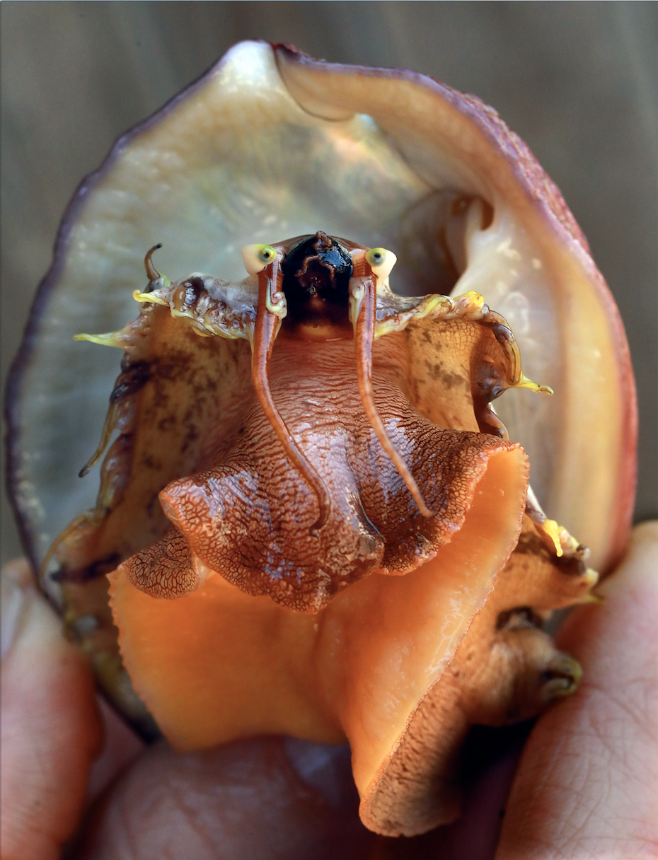 Get to Know White Abalone – White Abalone Captive Breeding Program