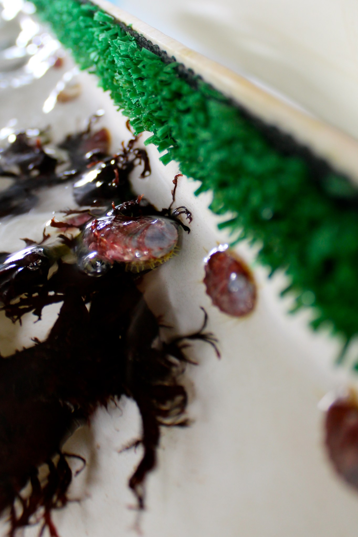 Get to Know White Abalone – White Abalone Captive Breeding Program