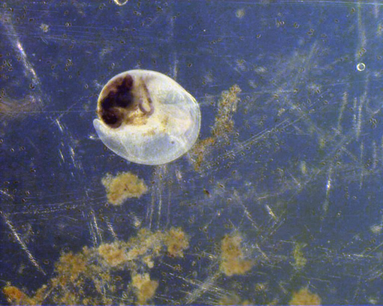 Road to Recovery – White Abalone Captive Breeding Program