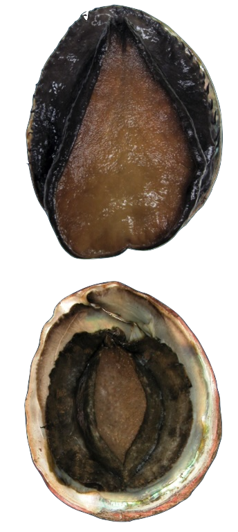 Road to Recovery – White Abalone Captive Breeding Program