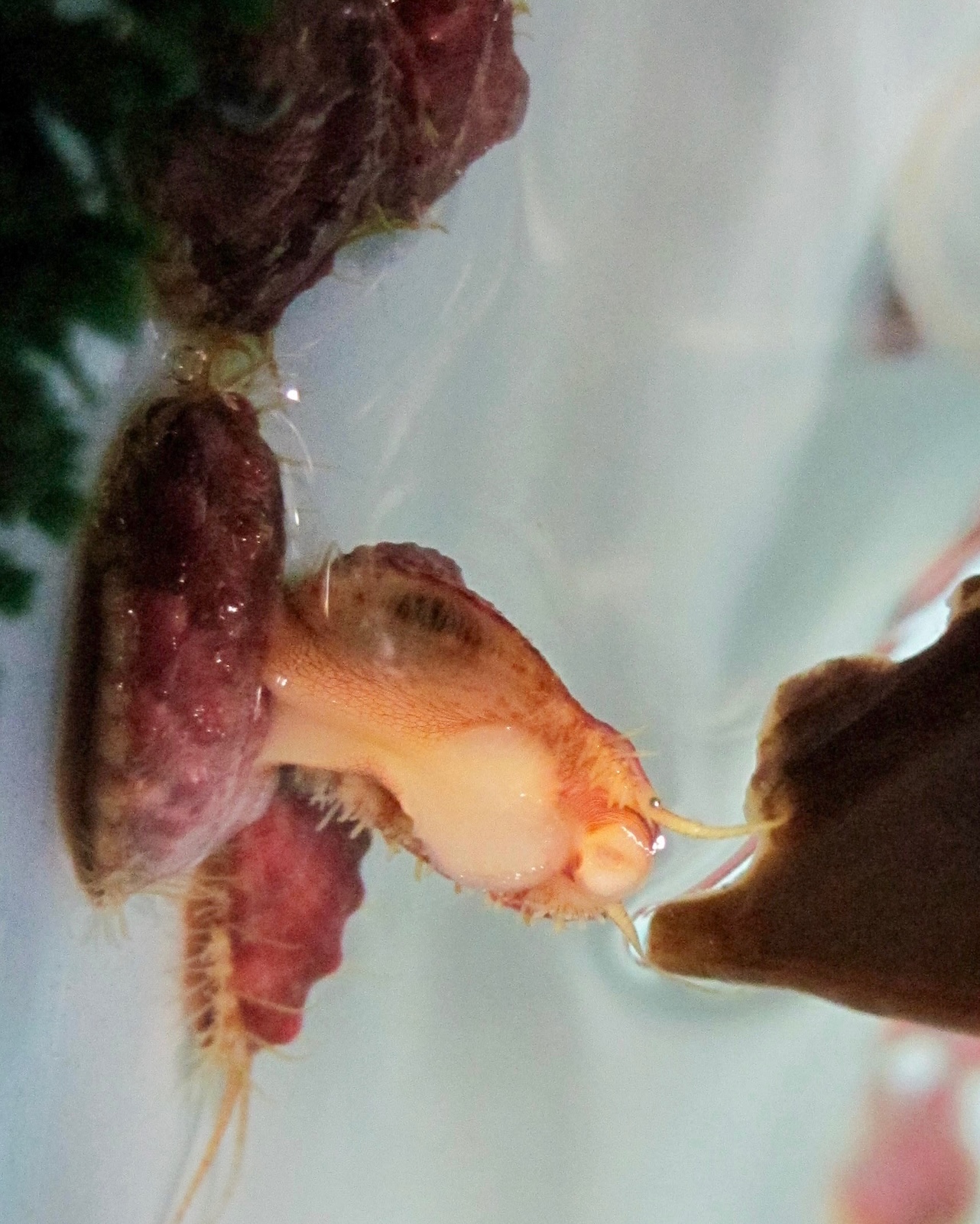 Get to Know White Abalone – White Abalone Captive Breeding Program