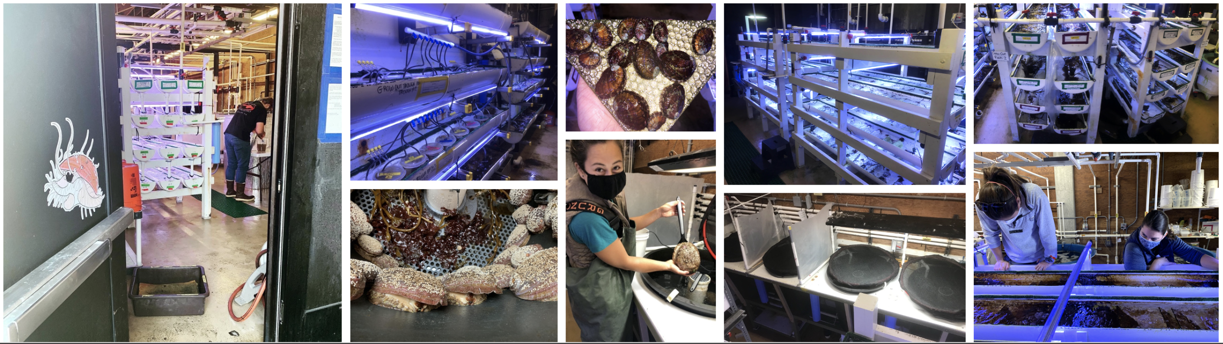 Developing spawning techniques – White Abalone Captive Breeding Program