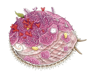 White Abalone Captive Breeding Program – Saving an endangered snail ...