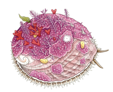 White Abalone Captive Breeding Program – Saving an endangered snail ...