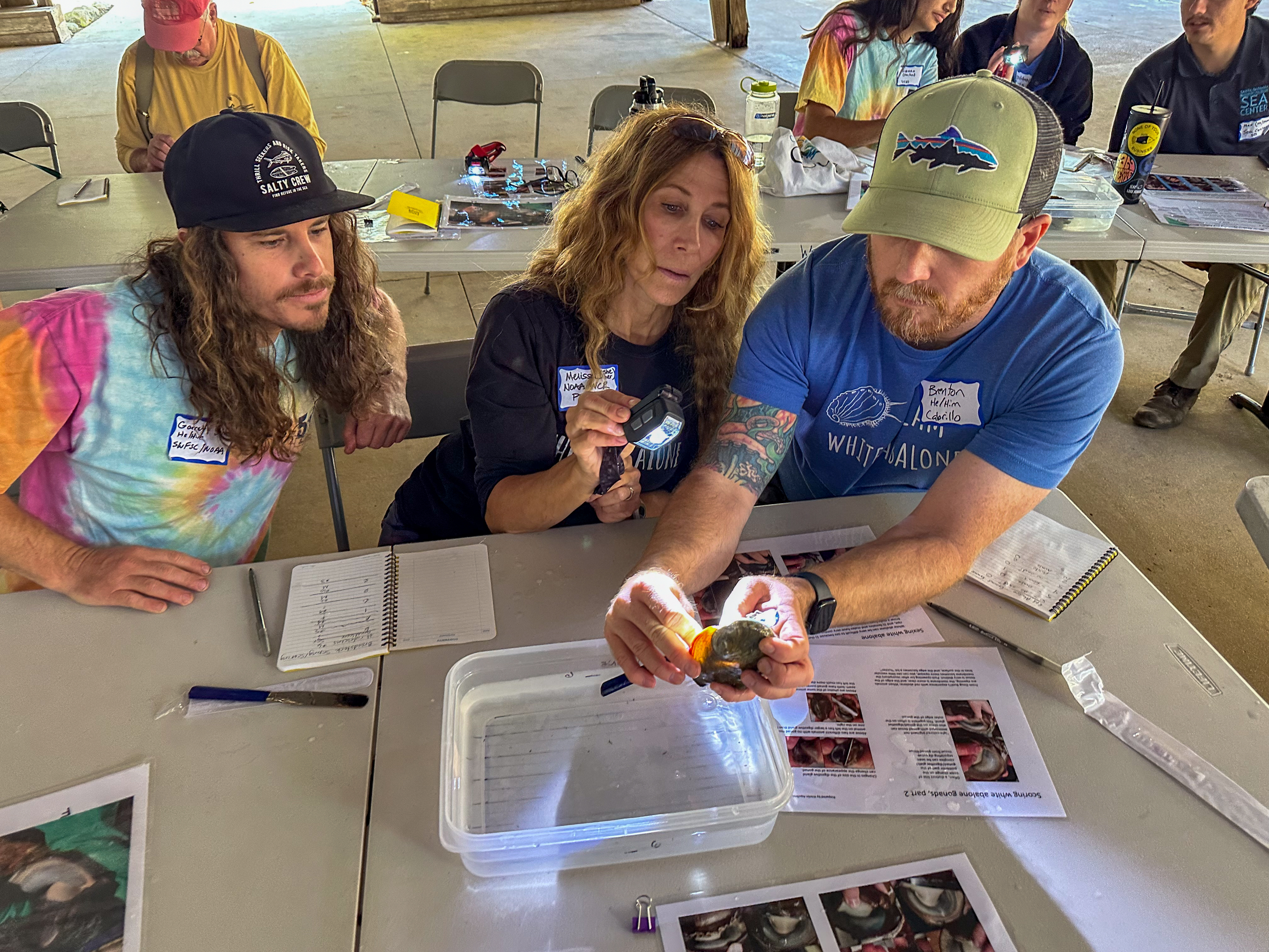 2023 White Abalone Spawning and Culture Workshop – White Abalone ...