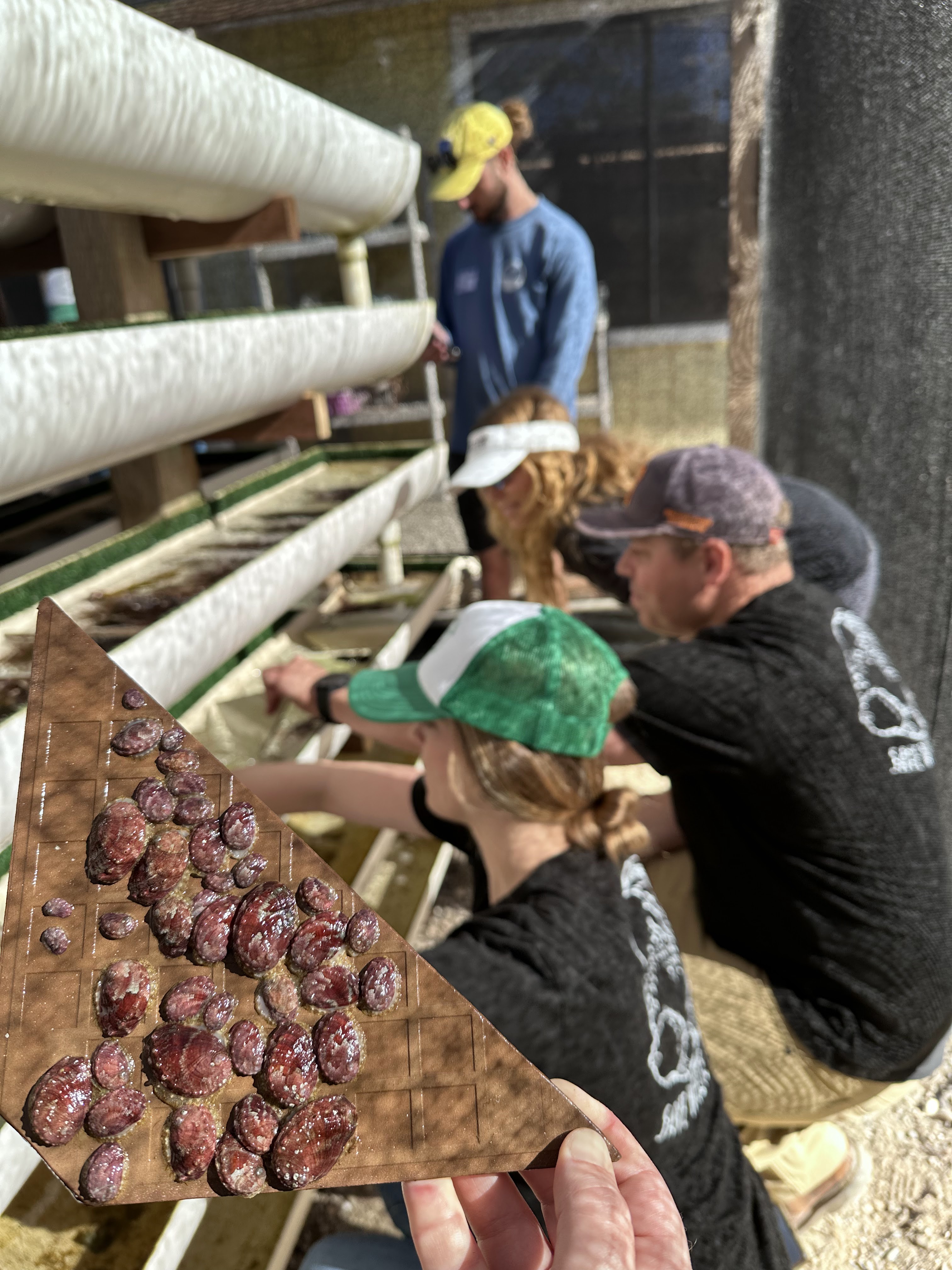 2023 White Abalone Spawning and Culture Workshop – White Abalone ...